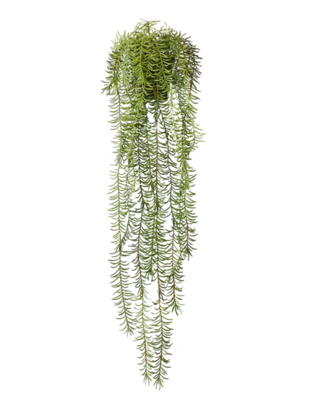 Sawtooth Hanging Fern – Whatever Mudgee