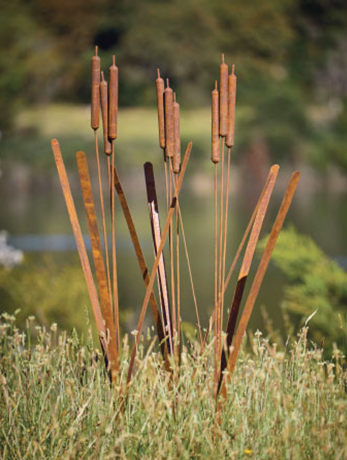 Stake Rust Reed Bulrush – Whatever Mudgee