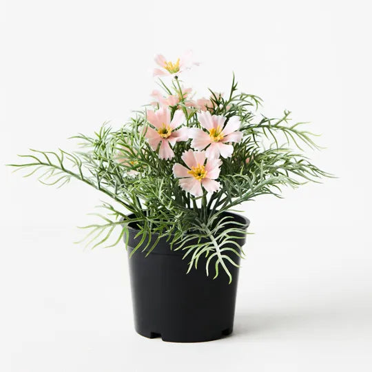 Cosmos Bush in Pot – Whatever Mudgee