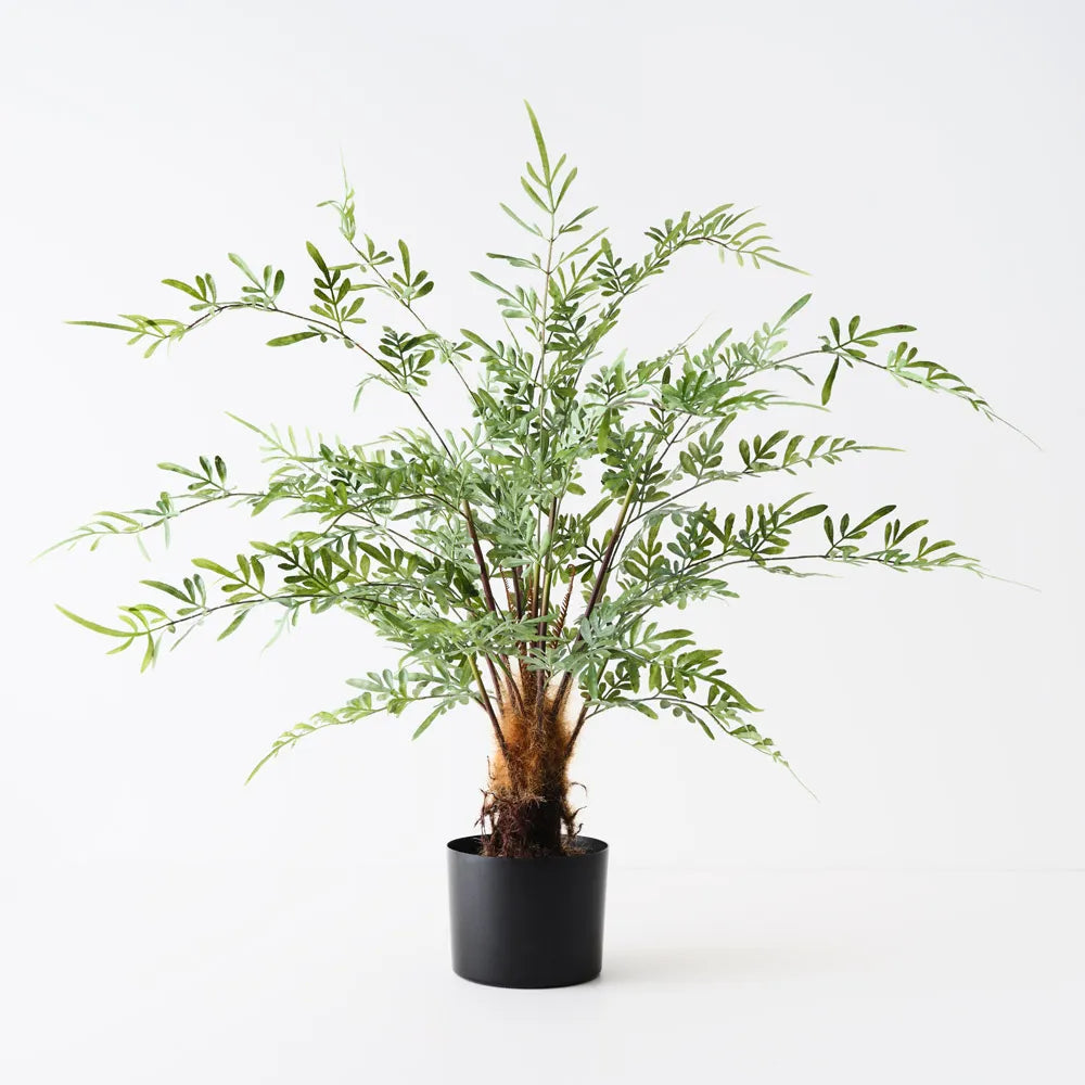 Fern Lydgodium Plant | Green – Whatever Mudgee