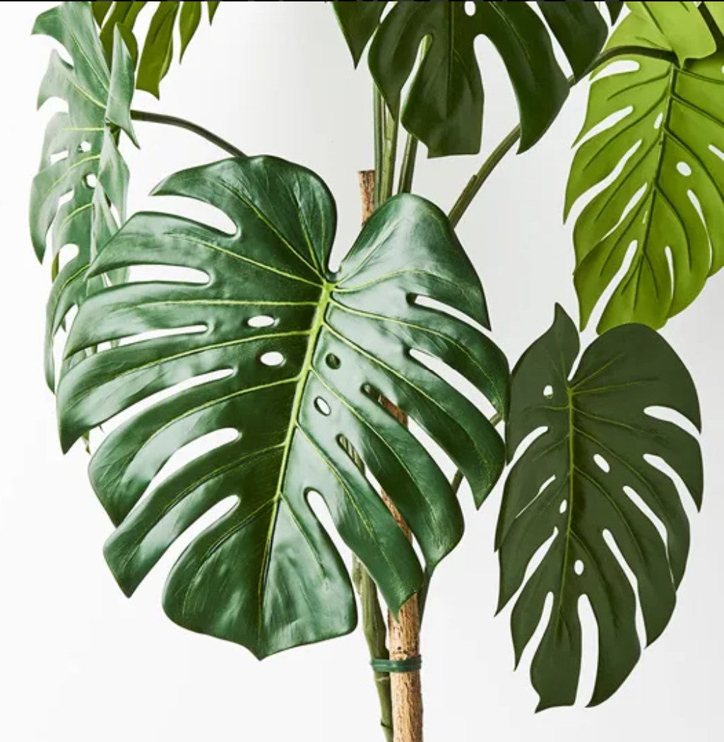Monstera Vine Plant | 120cm – Whatever Mudgee